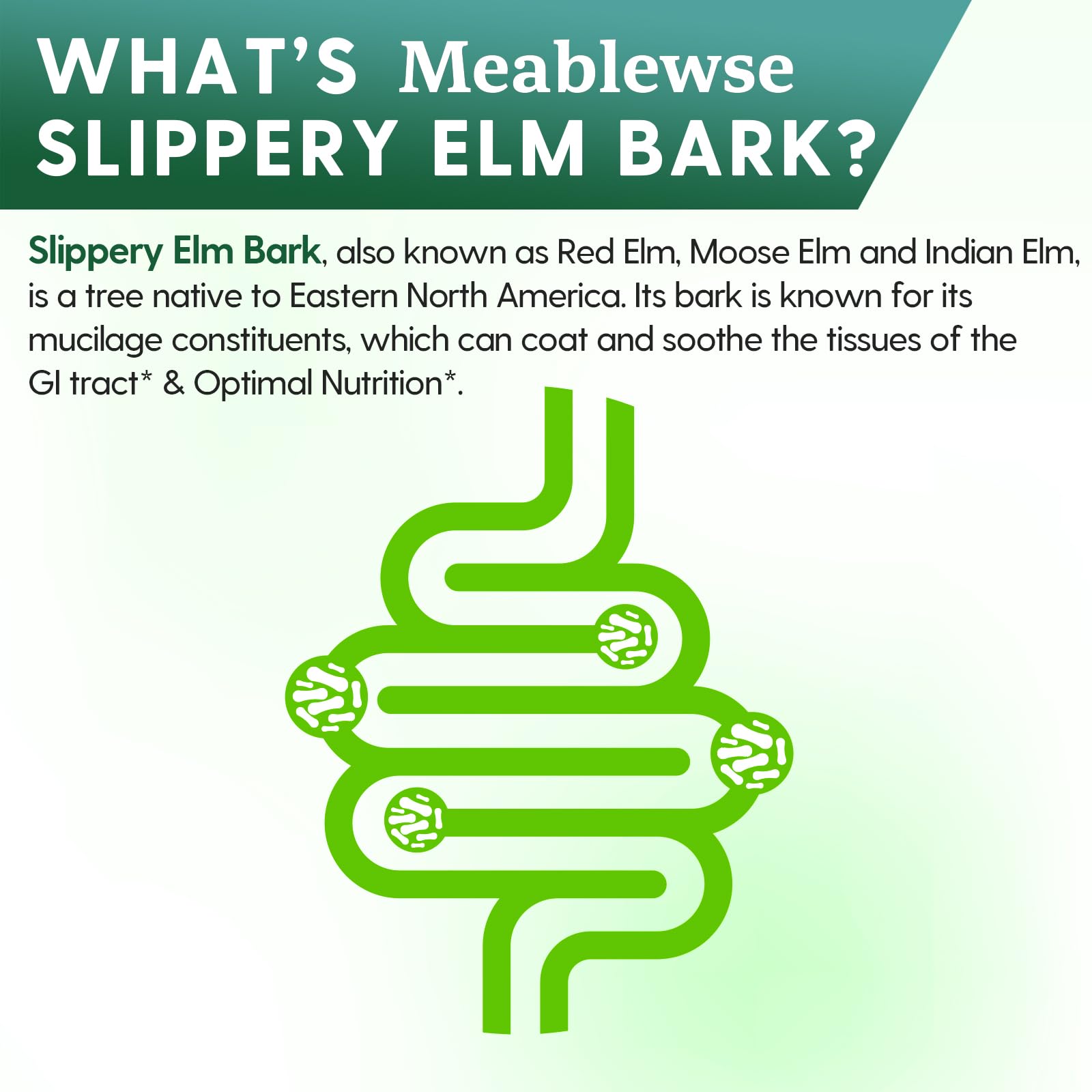 Slippery Elm, with Superior Inner Bark Source, Slippery Elm Bark ...