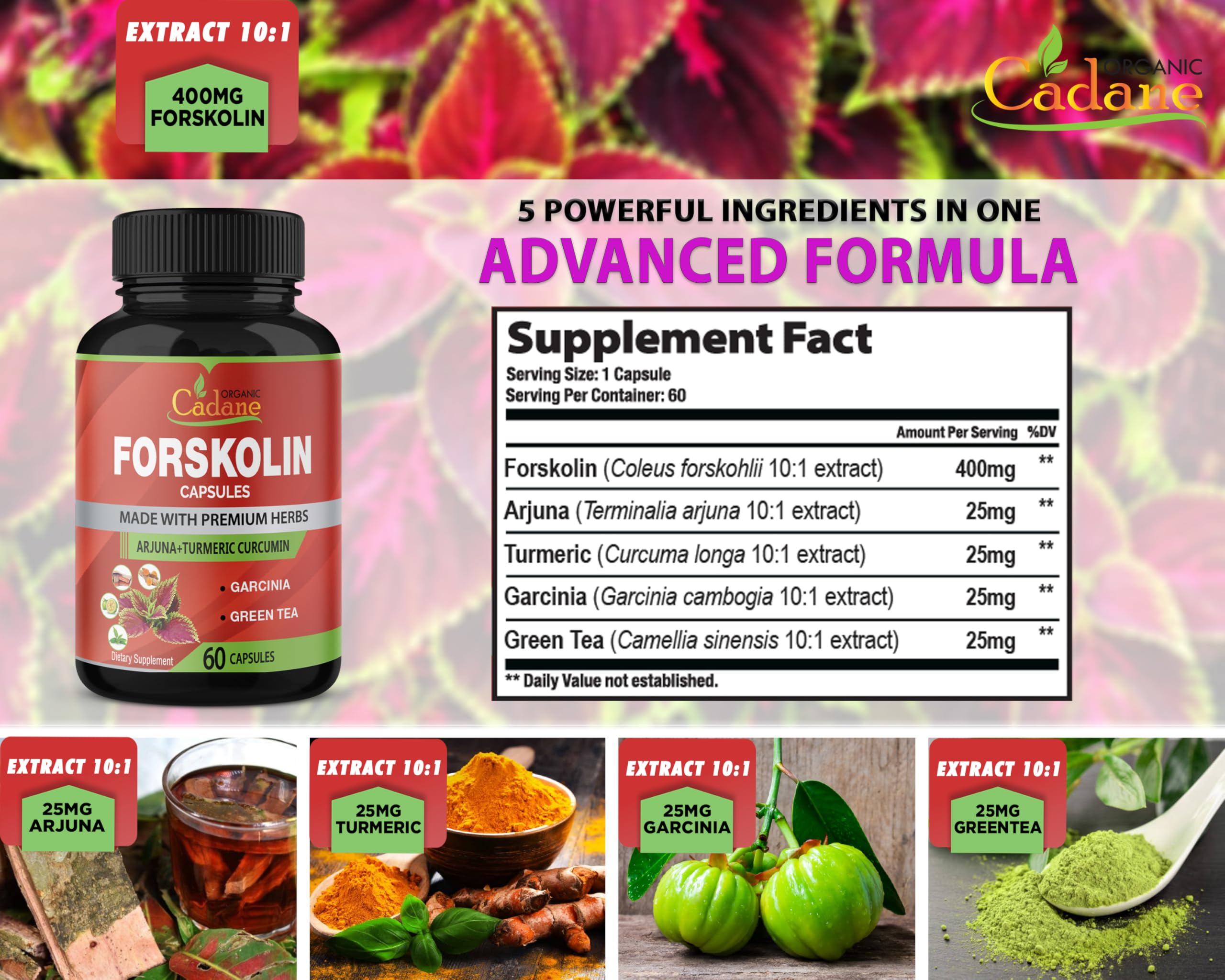 Organic Cadane 2 Packs Forskolin Supplements Capsules & Turmeric ...